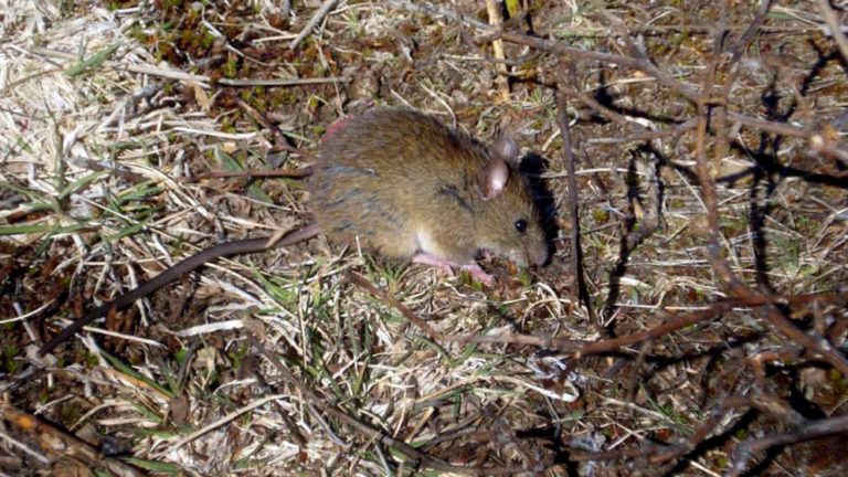 Hantavirus: especialistas del CONICET comparten sus conocimientos